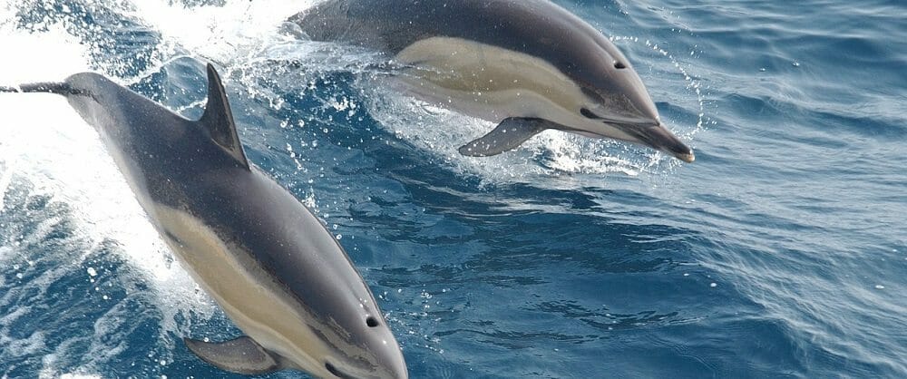 Bay Spirit II Cruise